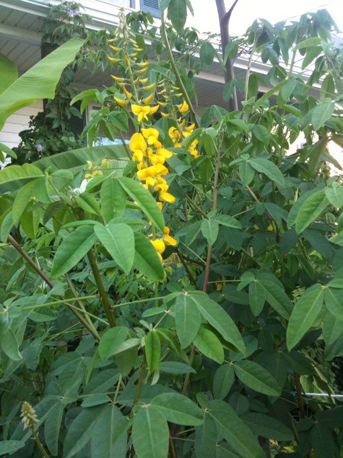 Perennial Farming Systems – Perennial Solutions