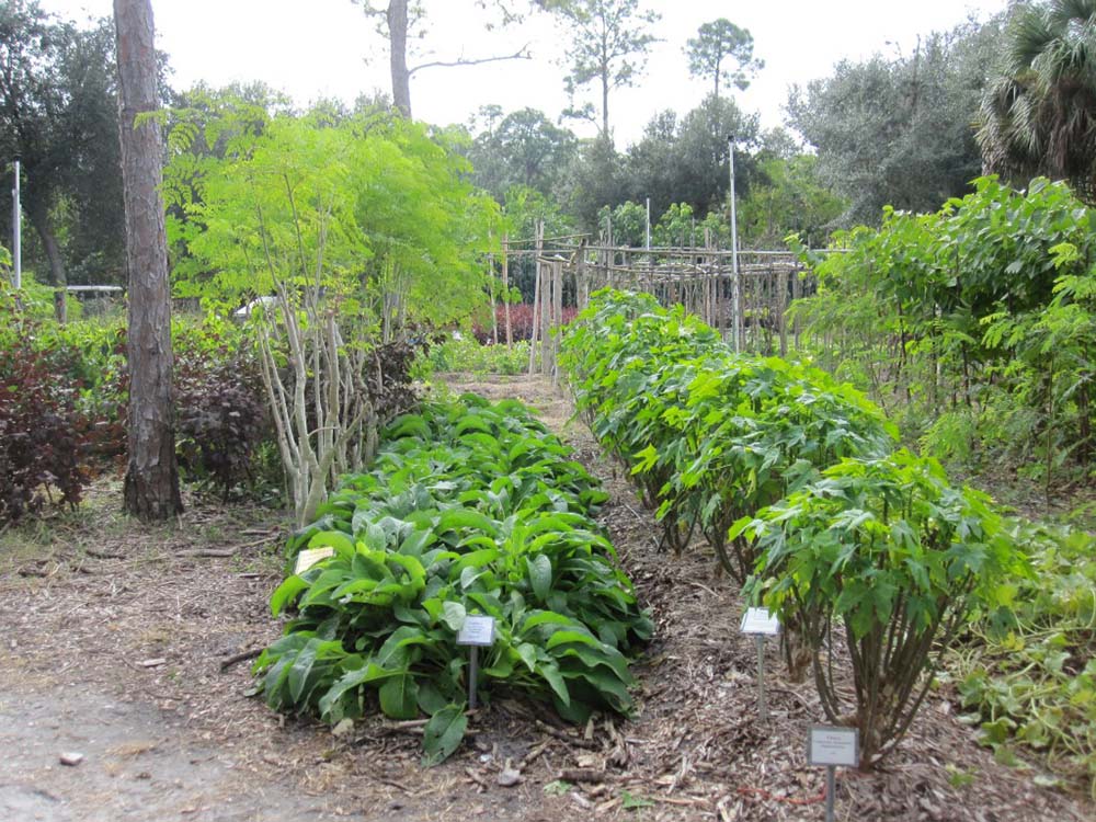 Perennial Farming Systems – Perennial Solutions