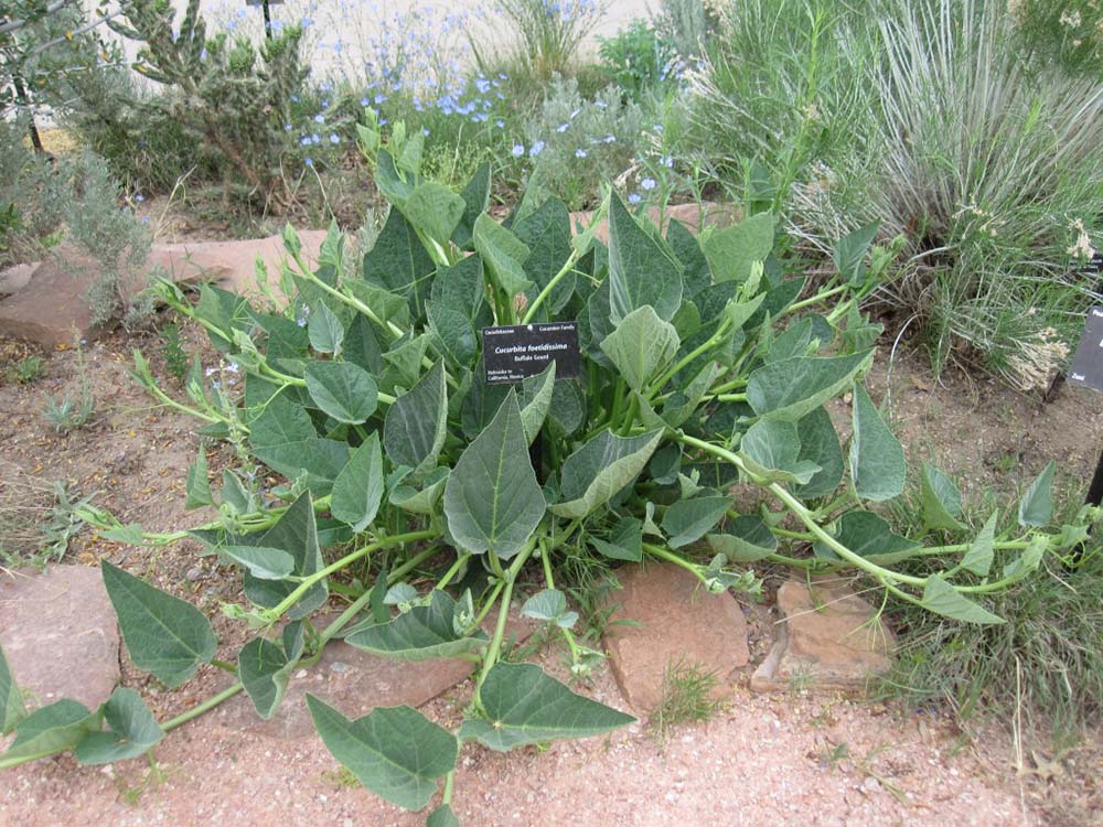 Perennial Farming Systems – Perennial Solutions