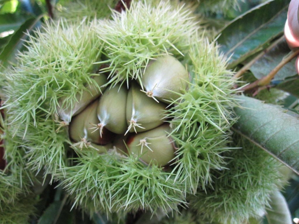 Perennial Farming Systems – Perennial Solutions