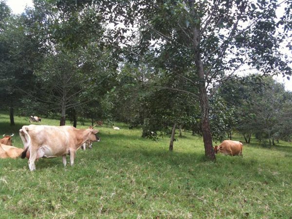 Integrating Livestock in the Food Forest – Perennial Solutions
