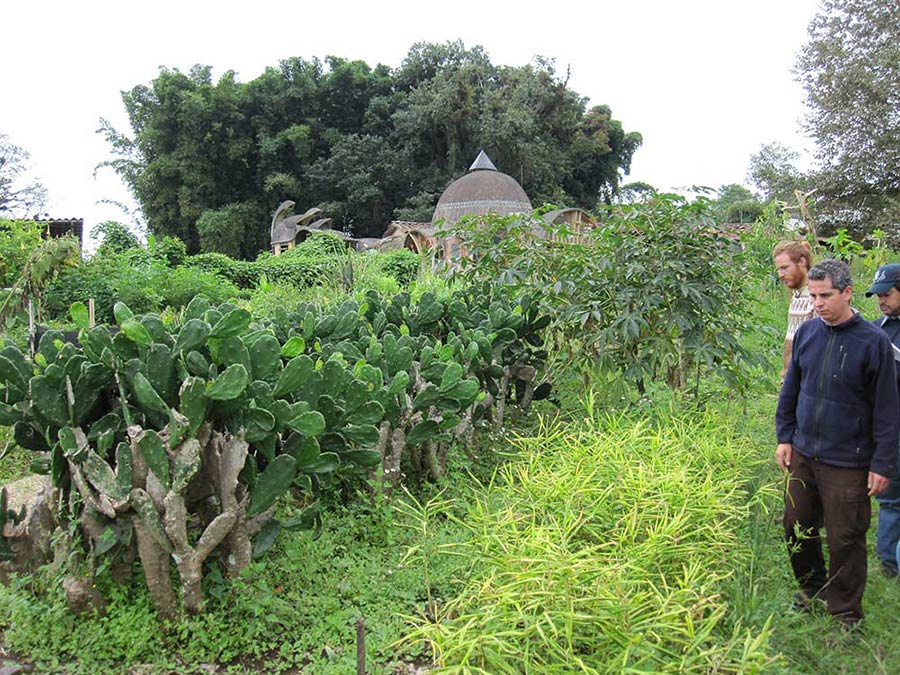 A Global Inventory of Perennial Vegetables – Perennial Solutions