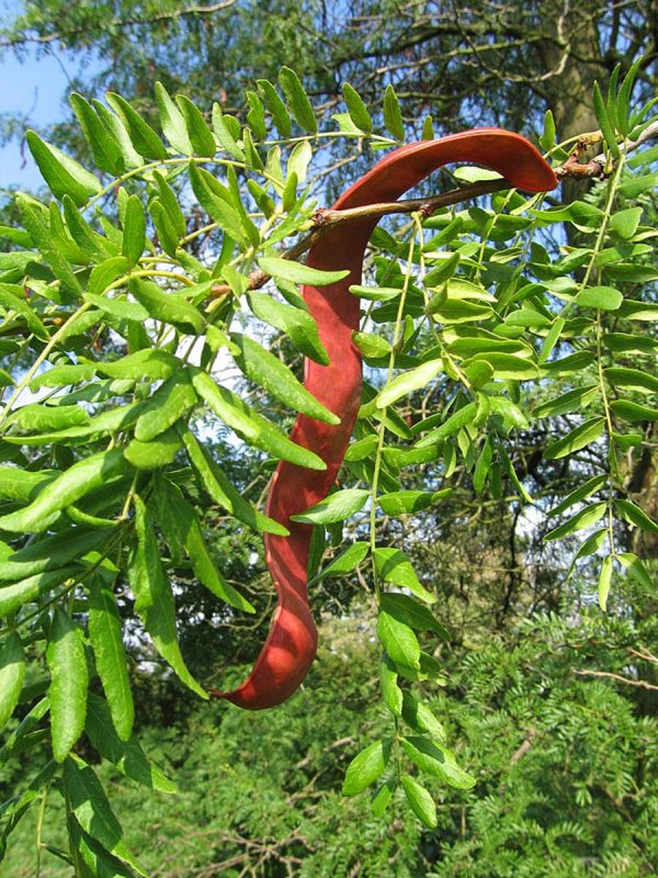 Legume Trees with Pods Edible by Livestock – Perennial Solutions