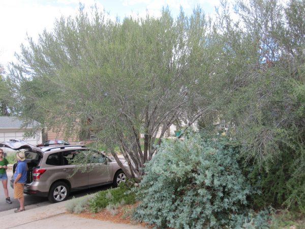 Useful Plants from Robert Nold’s “High and Dry” – Perennial Solutions