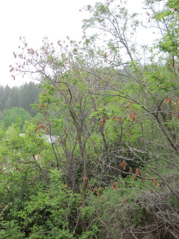 Useful Plants from Robert Nold’s “High and Dry” – Perennial Solutions