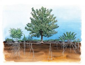 Urban Permaculture – Perennial Solutions