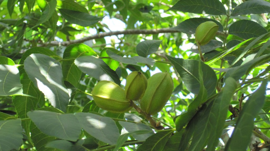 Woody Plants Cultivated by Native People of the Eastern Forest Region ...