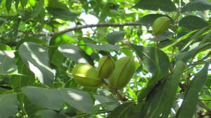 Woody Plants Cultivated by Native People of the Eastern Forest Region ...