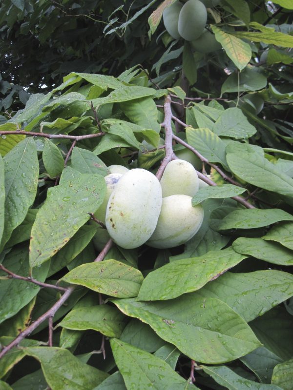 Woody Plants Cultivated by Native People of the Eastern Forest Region ...